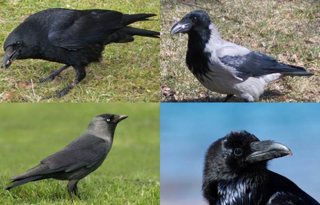 Tot ce nu știai despre ciori și corbi